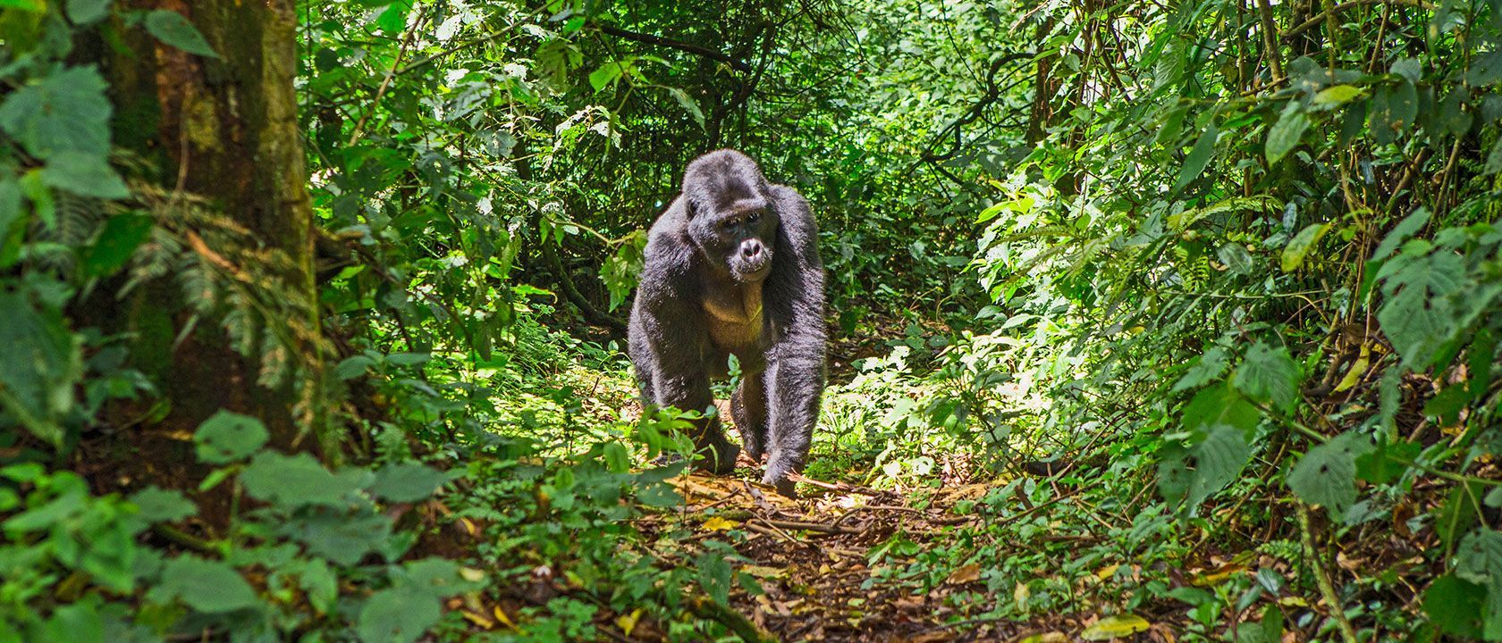 Agence de voyages Ouganda - Les Maisons du Voyage